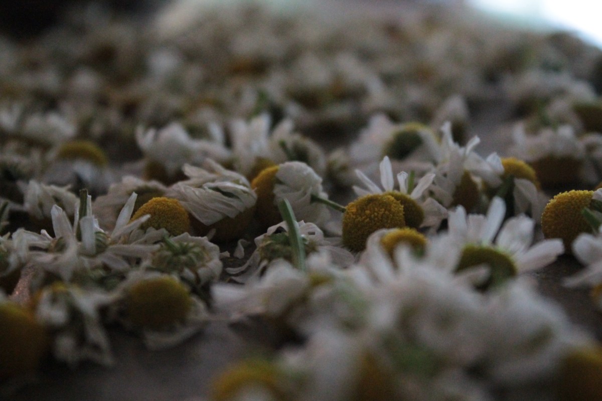 The Thought Experiments – Jessica Barratt